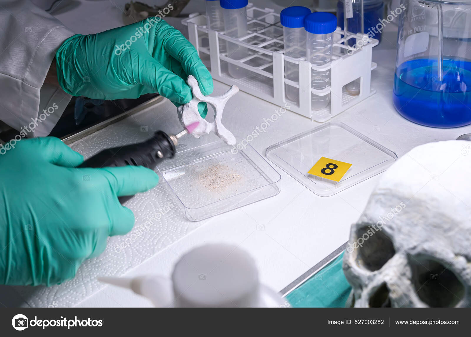 Forensic Scientist Removes Bone Human Skeleton Investigate Murder Take ...