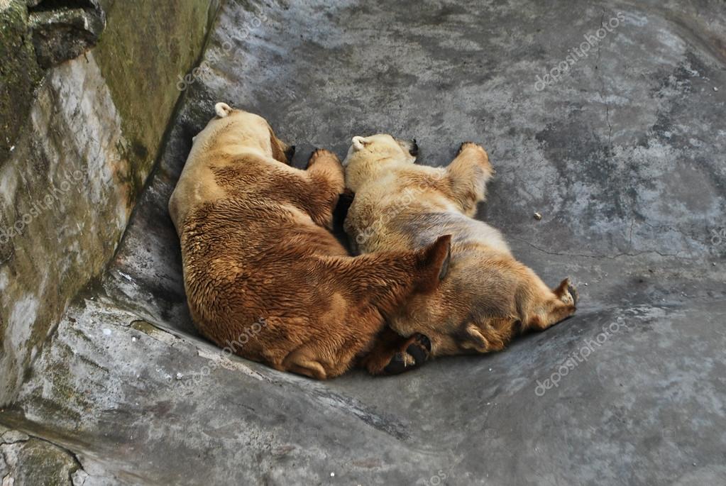 Two cute brown bears sleeping tucked together — Stock Photo ...
