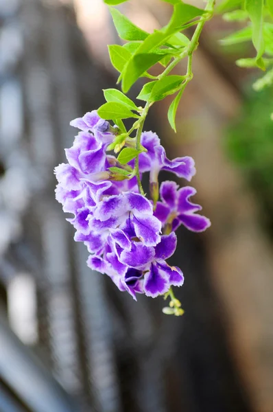 Purple Sky flower - Stock Image - Everypixel