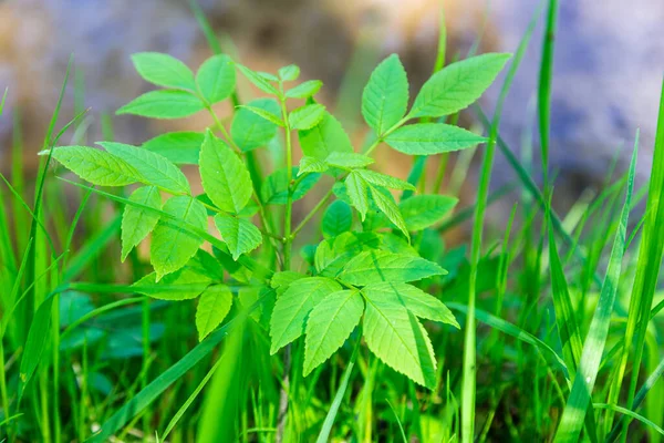 green grass on the banks of the Pochaina river. Kyiv. close-up water in ...