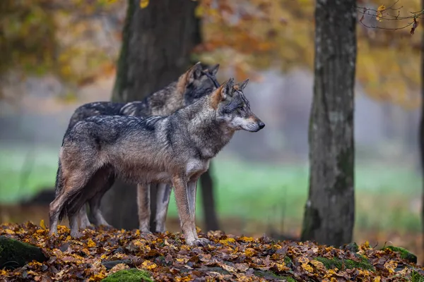 Lobo De Los Bosques