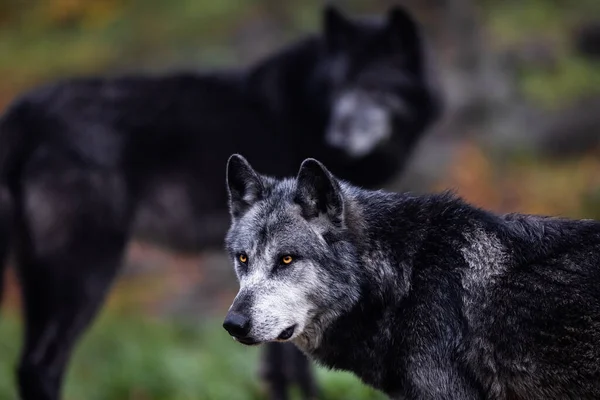 Black Wolves With Blue Eyes