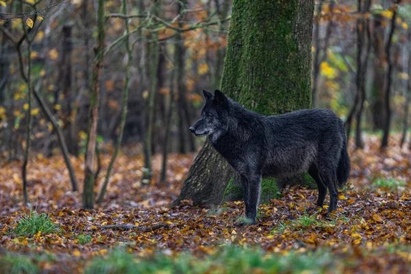 Black Wolf Forest Autumn — Stock Photo © waitandshoot #311883918