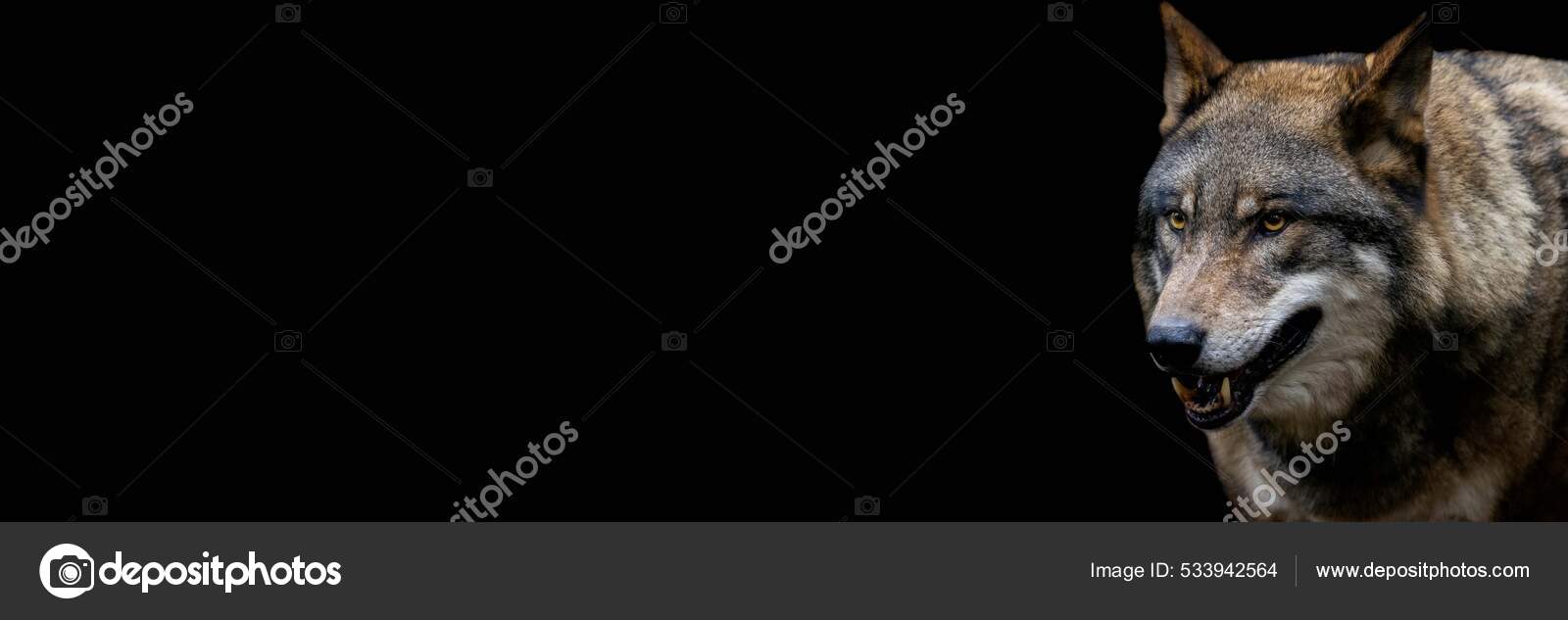 Lupo Che Ulula Vista Laterale