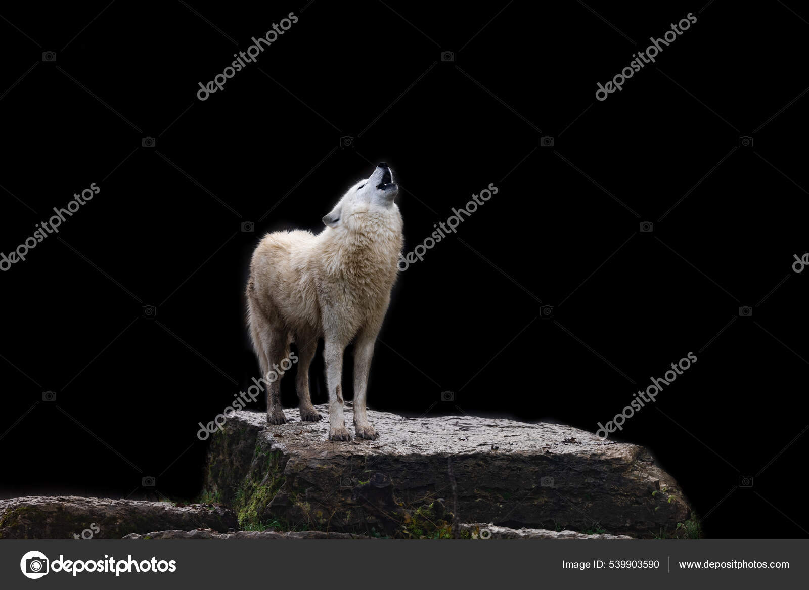 Lupo Che Ulula Vista Laterale