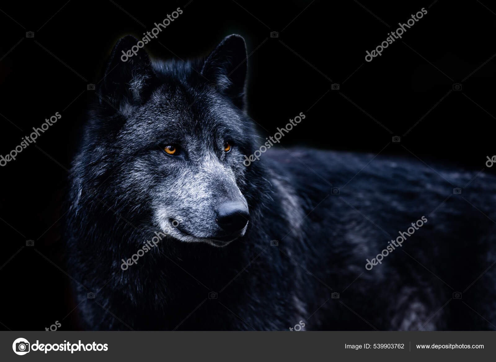 Loup Noir Et Bleu