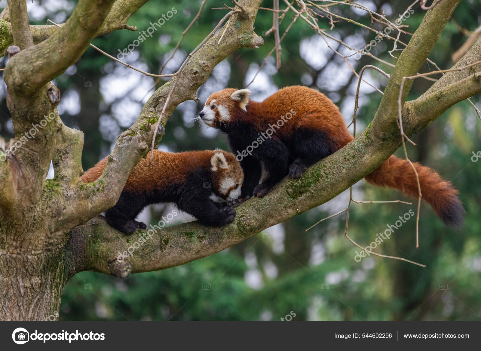 Playing Red Panda