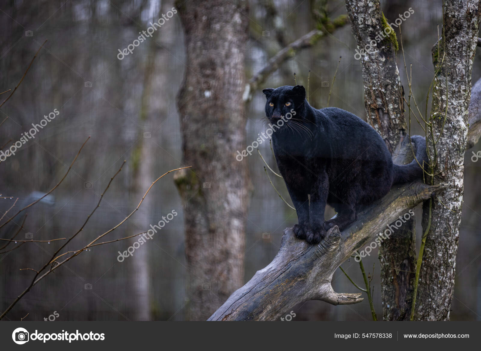 Panther In A Tree
