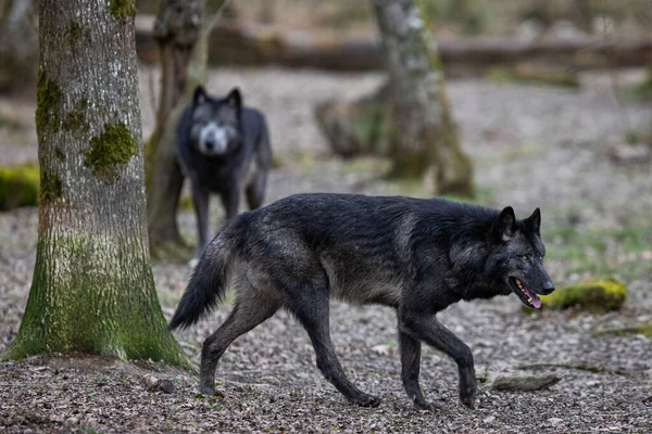 Black Wolf Walking