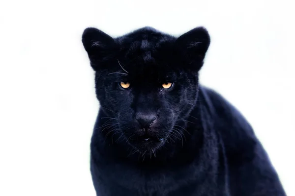 Panther Pet