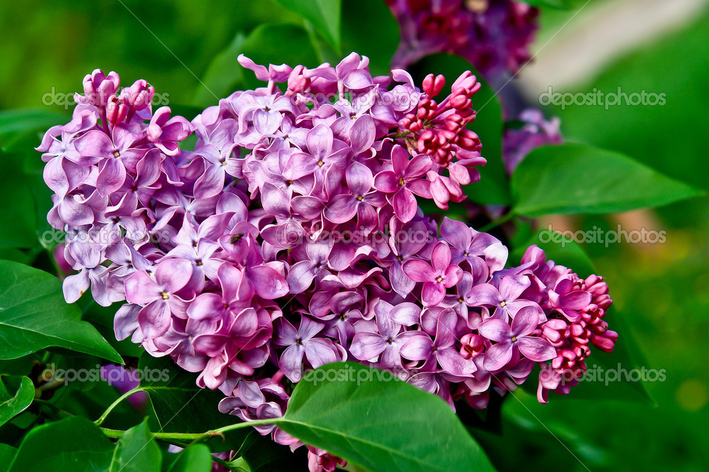 Syringa vulgaris. Gorgeously fragrant lilac blossoms. — Stock Photo ...