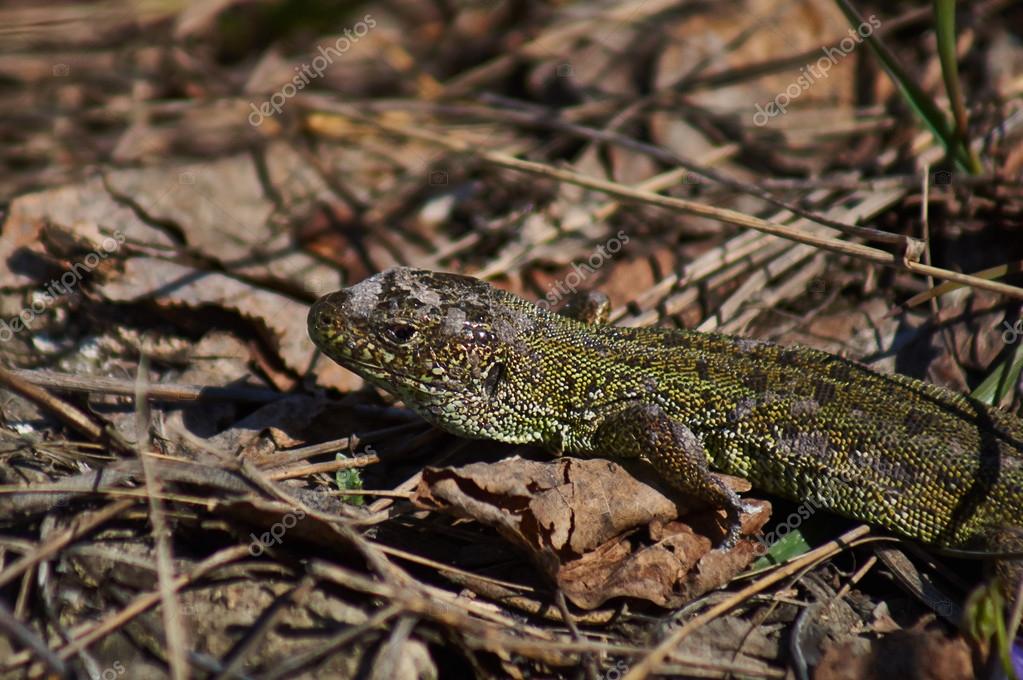 Green lizard in the spring sunshine. — Stock Photo © AlexanderSidyako ...