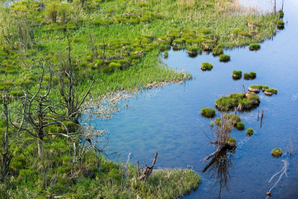Top view to swamp at lake with arid trees and grass — Stock Photo ...