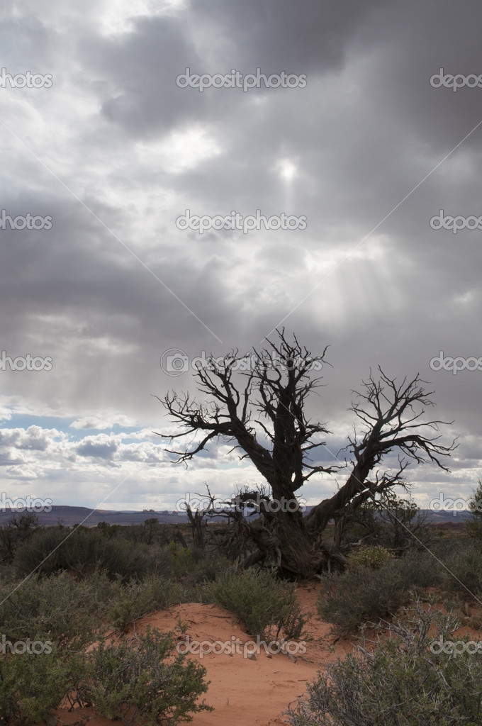 Mystic tree in desert of america with volume light shining between ...