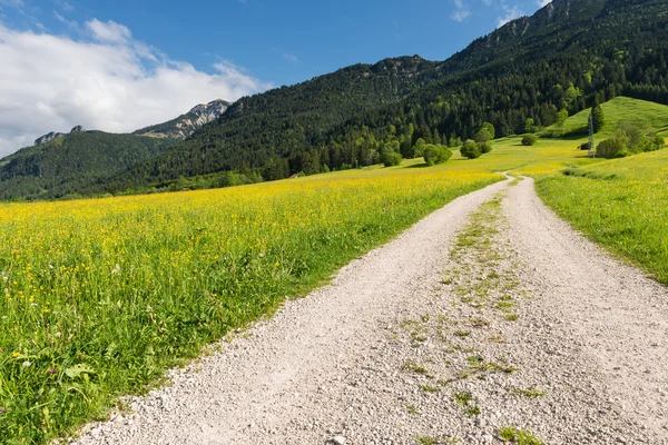 Gravel path in summer landscape with mountain and forest in background ...