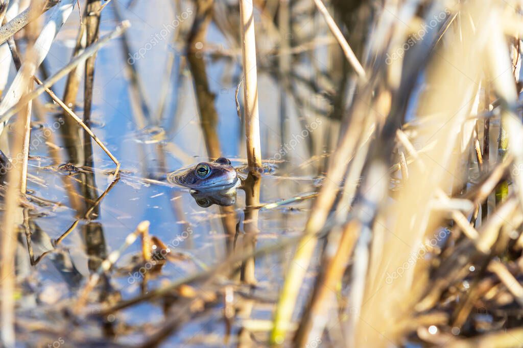 Rana azul Rana arvalis en el agua en el momento del apareamiento. Foto ...