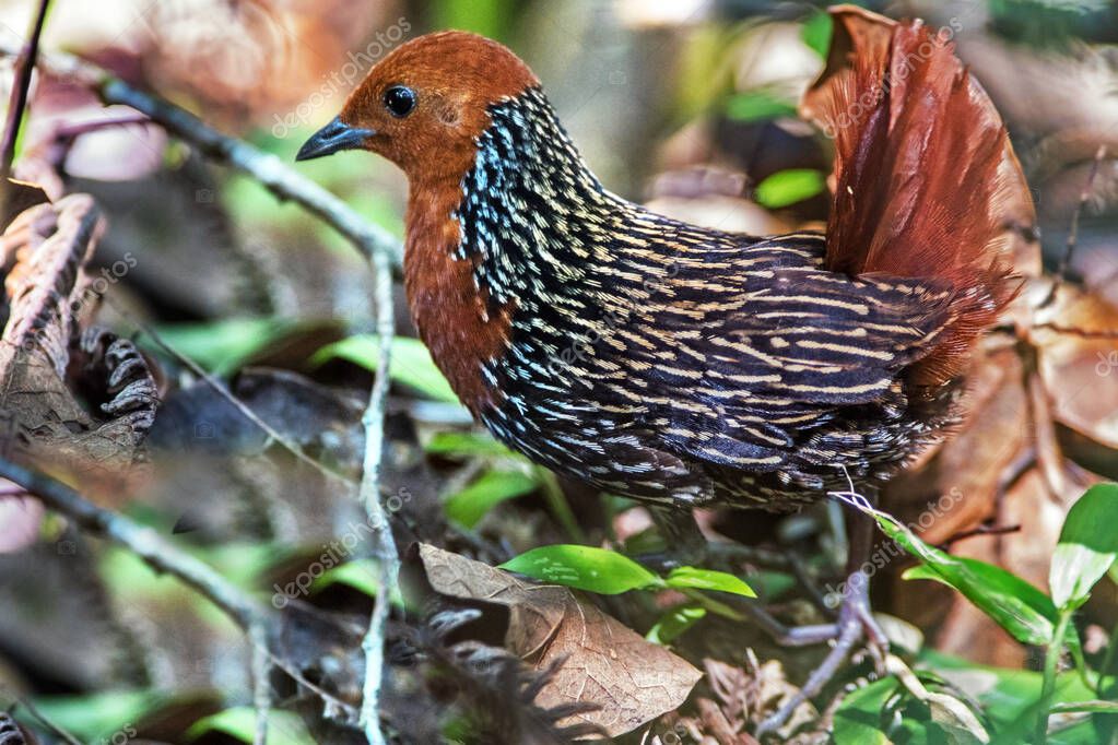 The Madagascan Flufftai is a bird native to the island of Madagascar ...