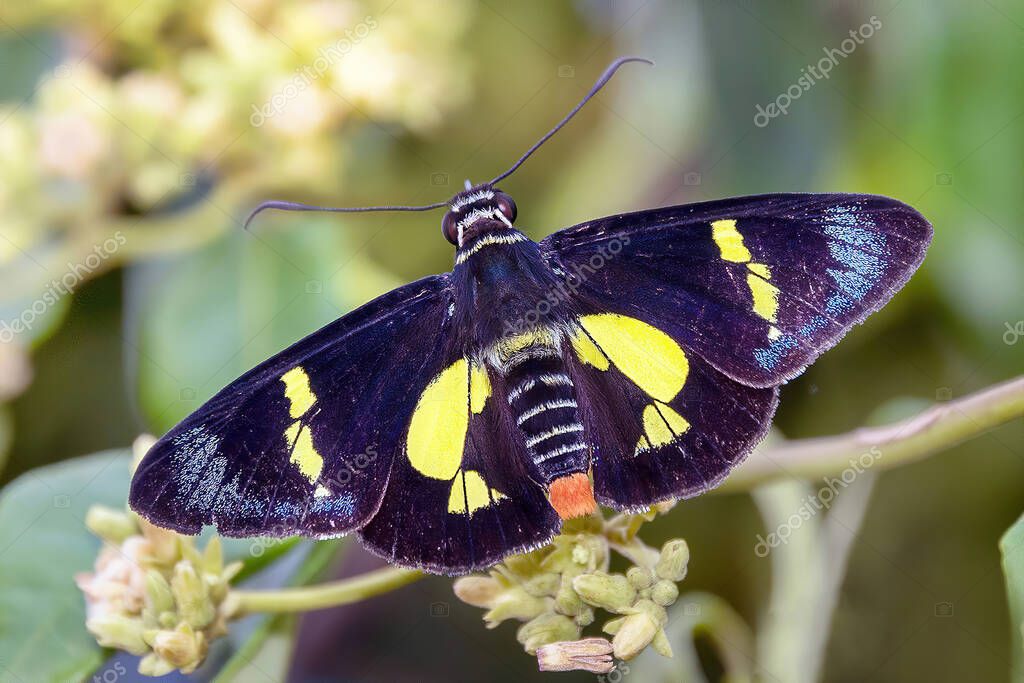 Euschemon rafflesia es una especie de mariposa de la familia ...