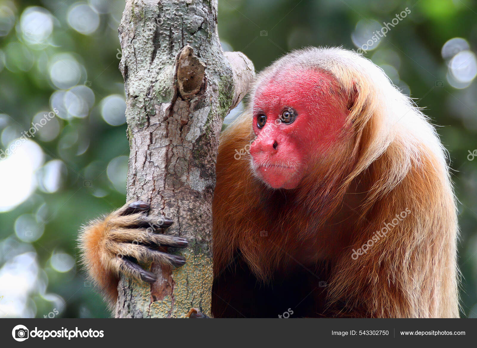 Baby Uakari