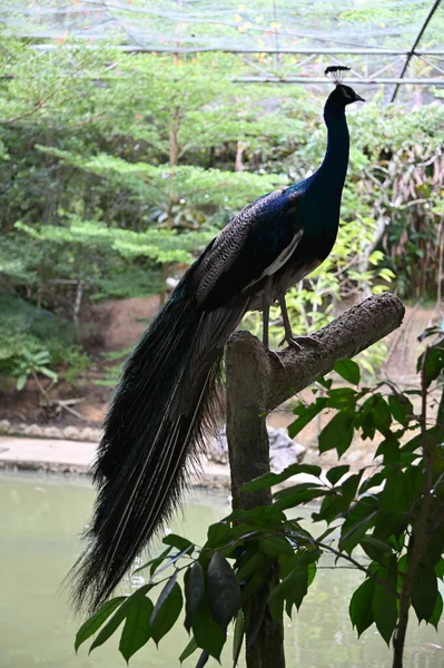 Indian kama Stock Photos, Royalty Free Indian kama Images | Depositphotos