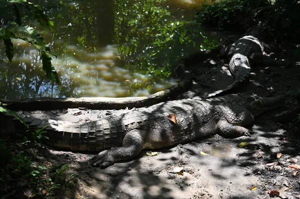 Dozer in amazonia Stock Photos, Royalty Free Dozer in amazonia Images ...