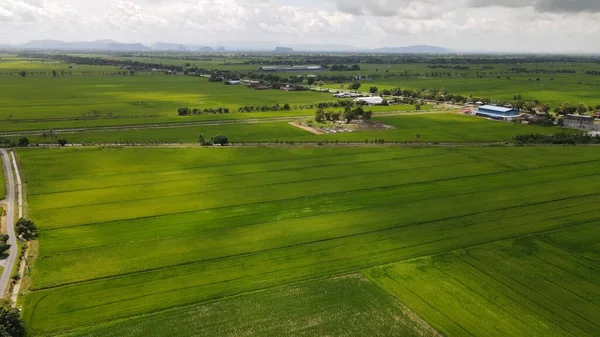 Phillipines padi field Stock Photos, Royalty Free Phillipines padi ...
