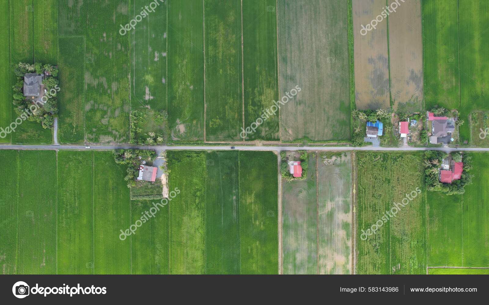 Paddy Rice Fields Kedah Perlis Malaysia Stock Photo by ©juliuscwt 583143986