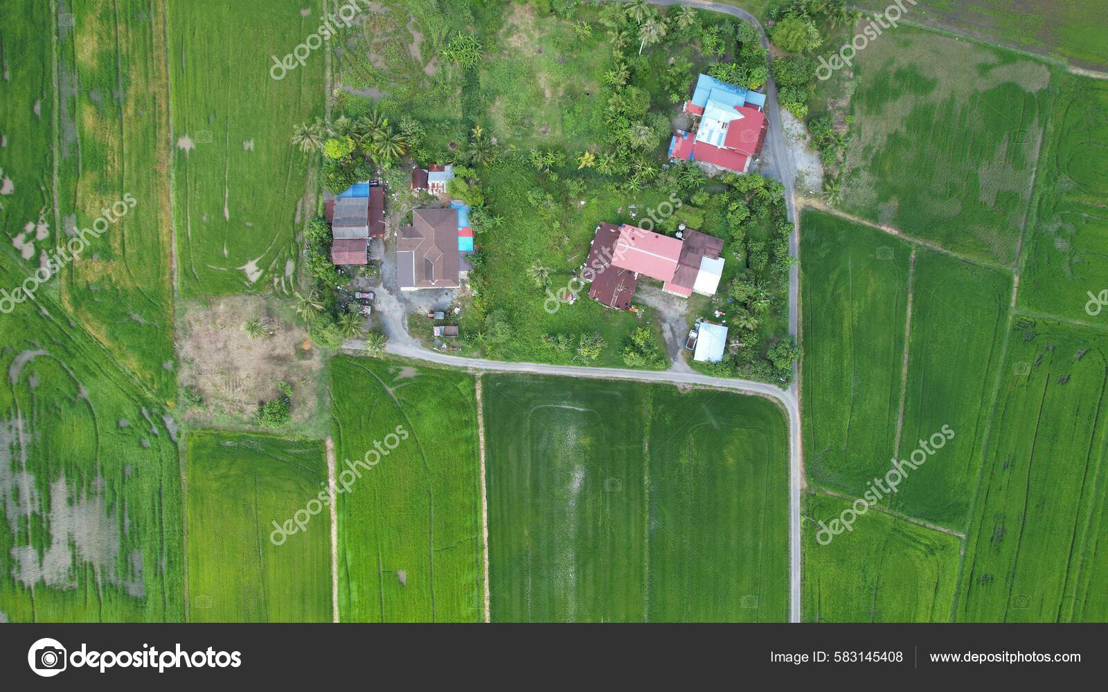 Paddy Rice Fields Kedah Perlis Malaysia — Stock Photo © juliuscwt ...