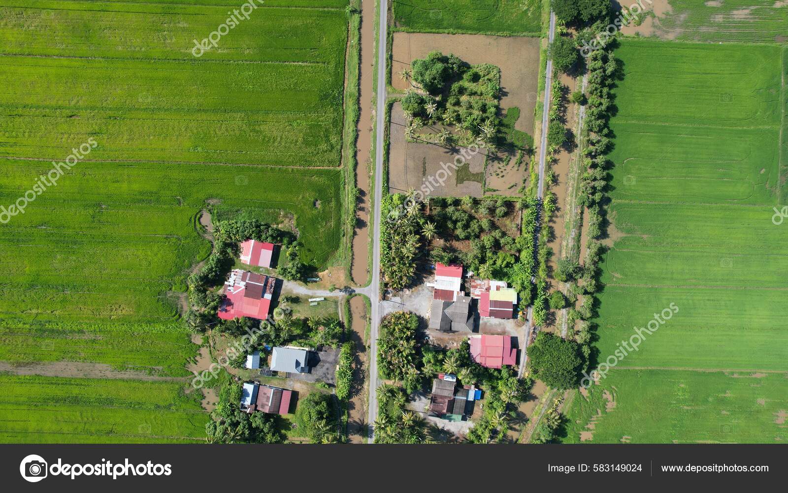 Paddy Rice Fields Kedah Perlis Malaysia — Stock Photo © juliuscwt ...