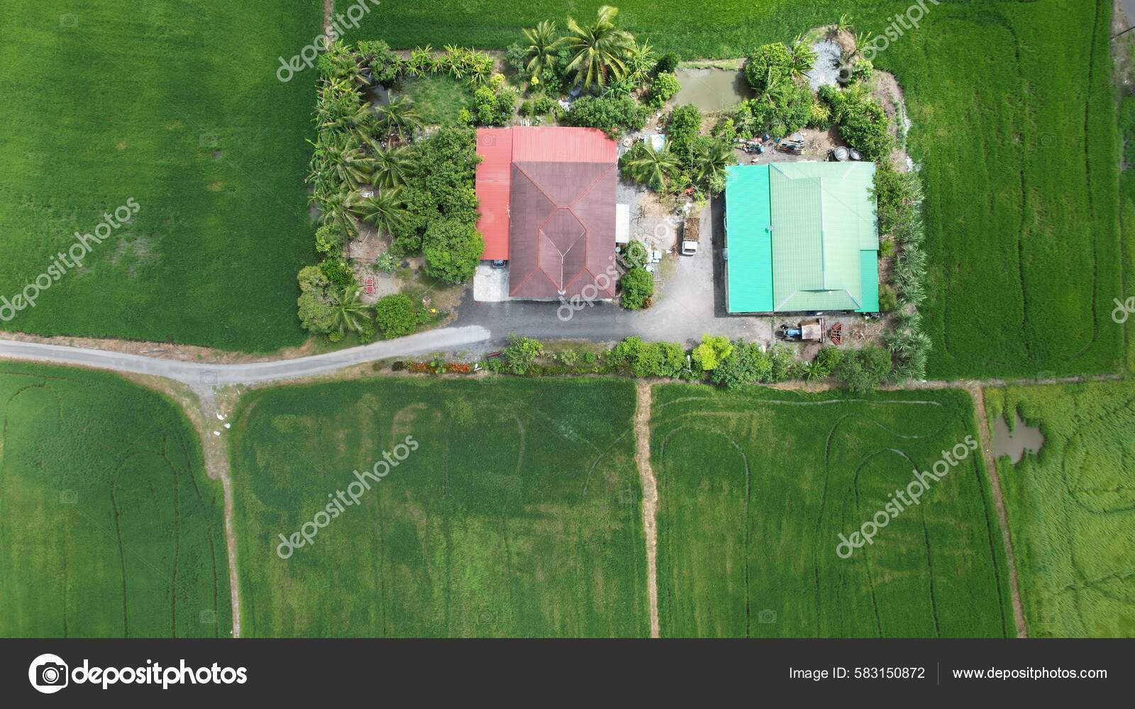 Paddy Rice Fields Kedah Perlis Malaysia — Stock Photo © juliuscwt ...