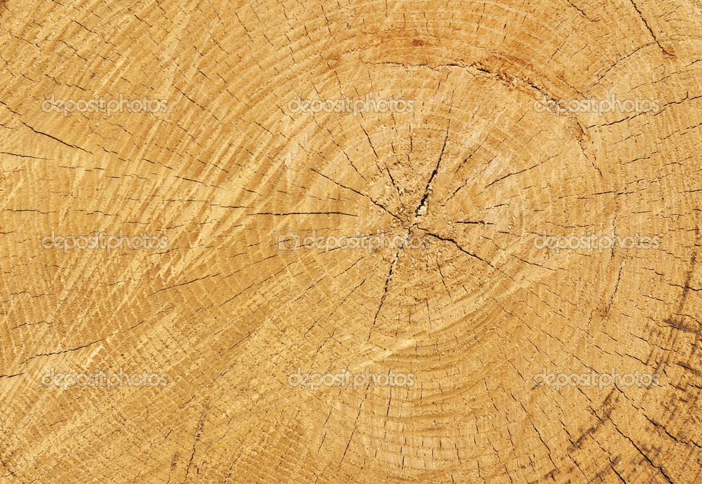 Wood texture of cut tree trunk, close-up Stock Photo by ©ulkan 35405415