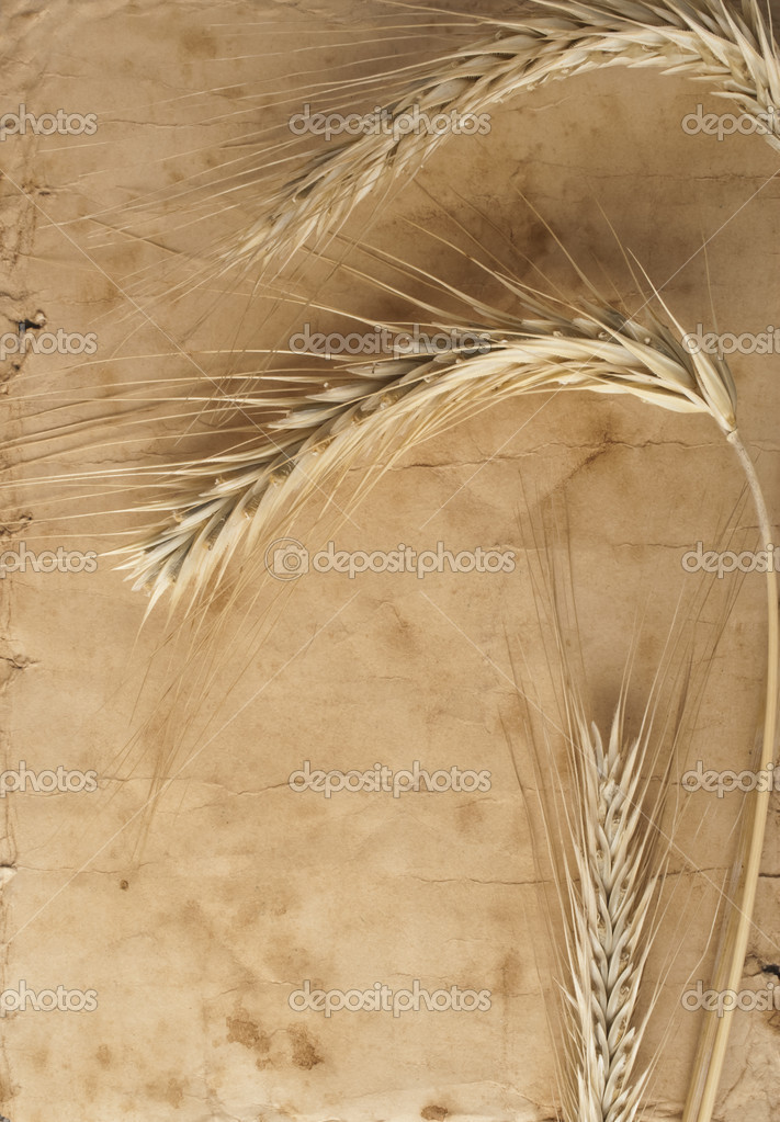 Old paper with wheat and rye ears — Stock Photo © ulkan #36947085
