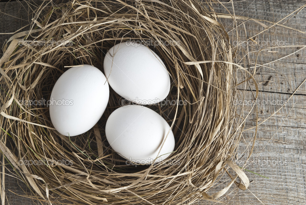 Nido con huevos 2024