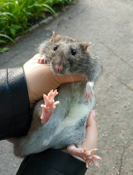 Rat in hand Stock Photos, Royalty Free Rat in hand Images | Depositphotos
