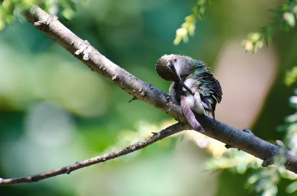 Preening bird Stock Photos, Royalty Free Preening bird Images ...