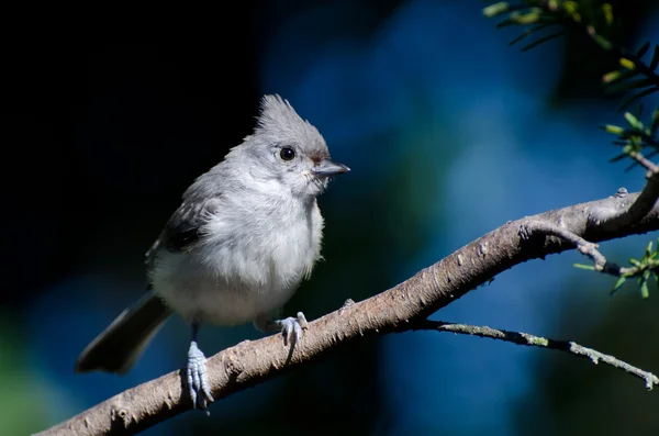 Common titmouse Stock Photos, Royalty Free Common titmouse Images ...