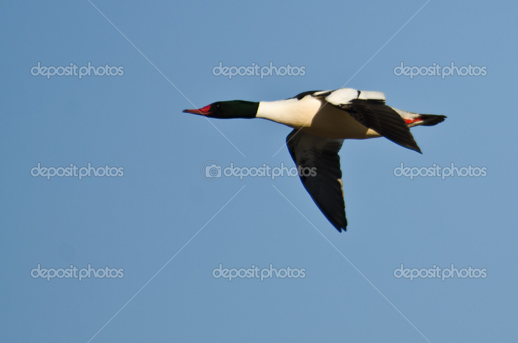 Male Common Merganser Flying in a Blue Sky Stock Photo by ©rck953 35842007