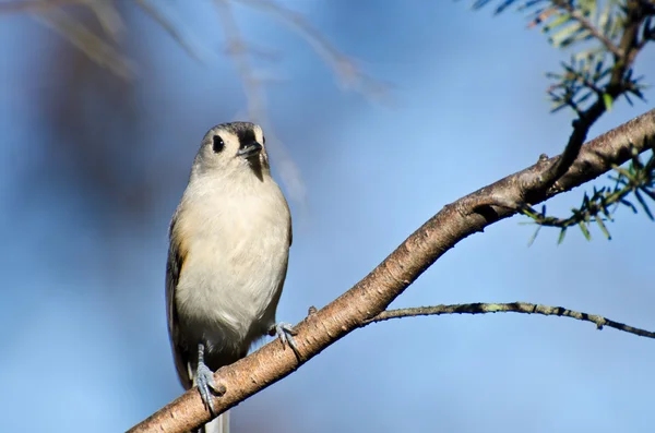 Common titmouse Stock Photos, Royalty Free Common titmouse Images ...