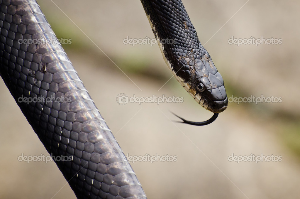 Black Python Snake
