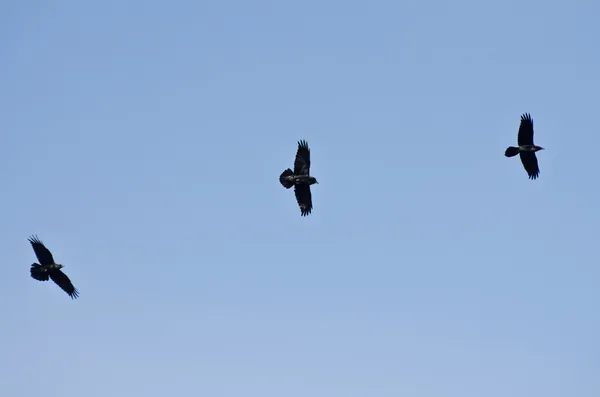 Ravens flying Stock Photos, Royalty Free Ravens flying Images ...