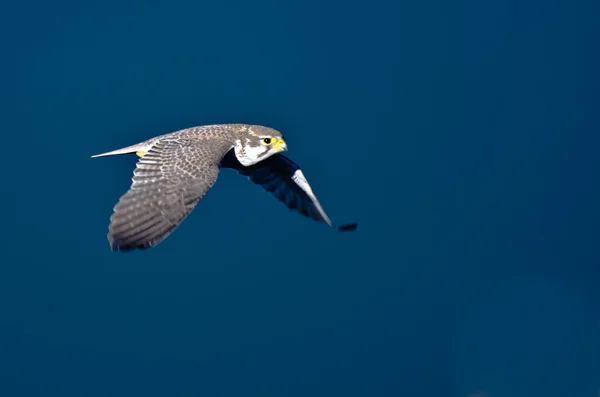 Blue peregrine falcon Stock Photos, Royalty Free Blue peregrine falcon ...