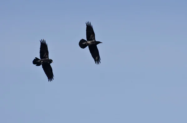 Ravens flying Stock Photos, Royalty Free Ravens flying Images ...