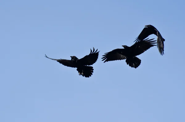 Ravens flying Stock Photos, Royalty Free Ravens flying Images ...