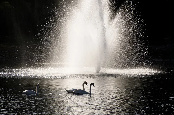Water Fountain Parabola