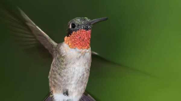 Ruby garganta fotos de stock, imágenes de Ruby garganta sin royalties ...