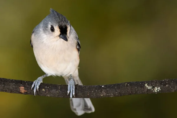Common titmouse Stock Photos, Royalty Free Common titmouse Images ...