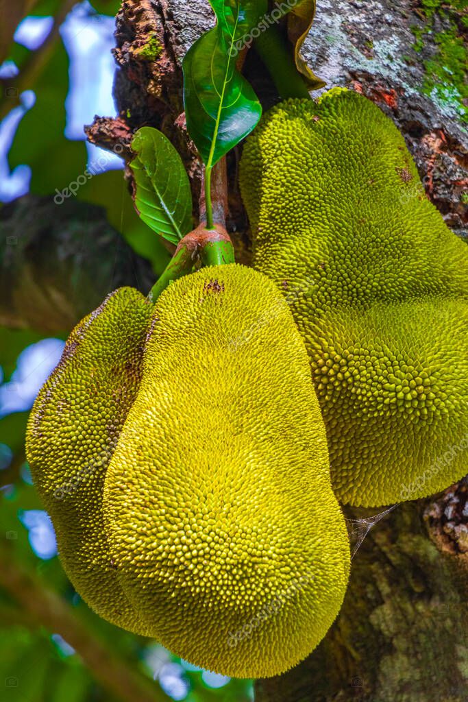Jaca Artocarpus heterophyllus crece en árbol de gato en la naturaleza ...