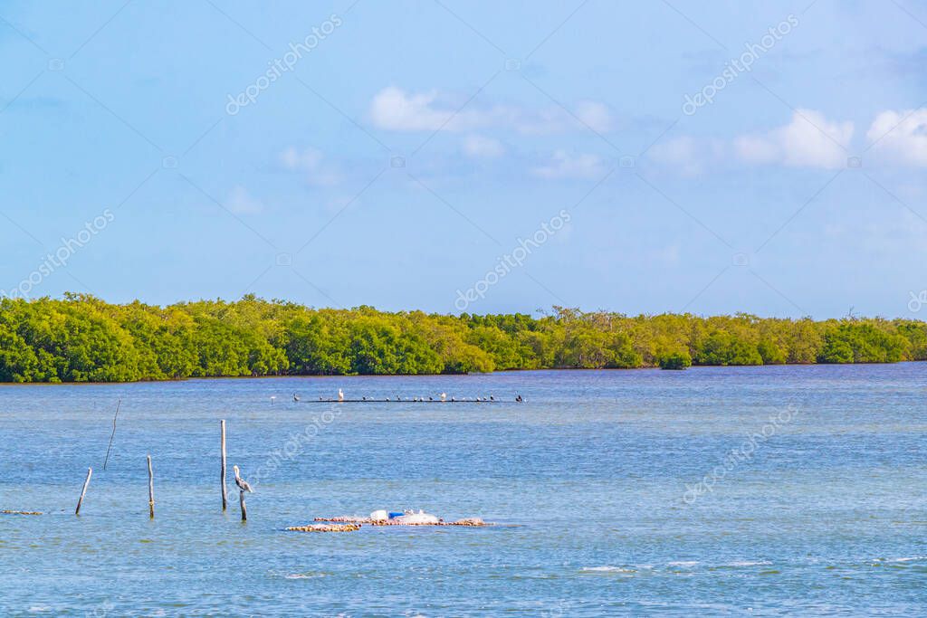Vista panorámica del paisaje en la hermosa isla Holbox con naturaleza ...