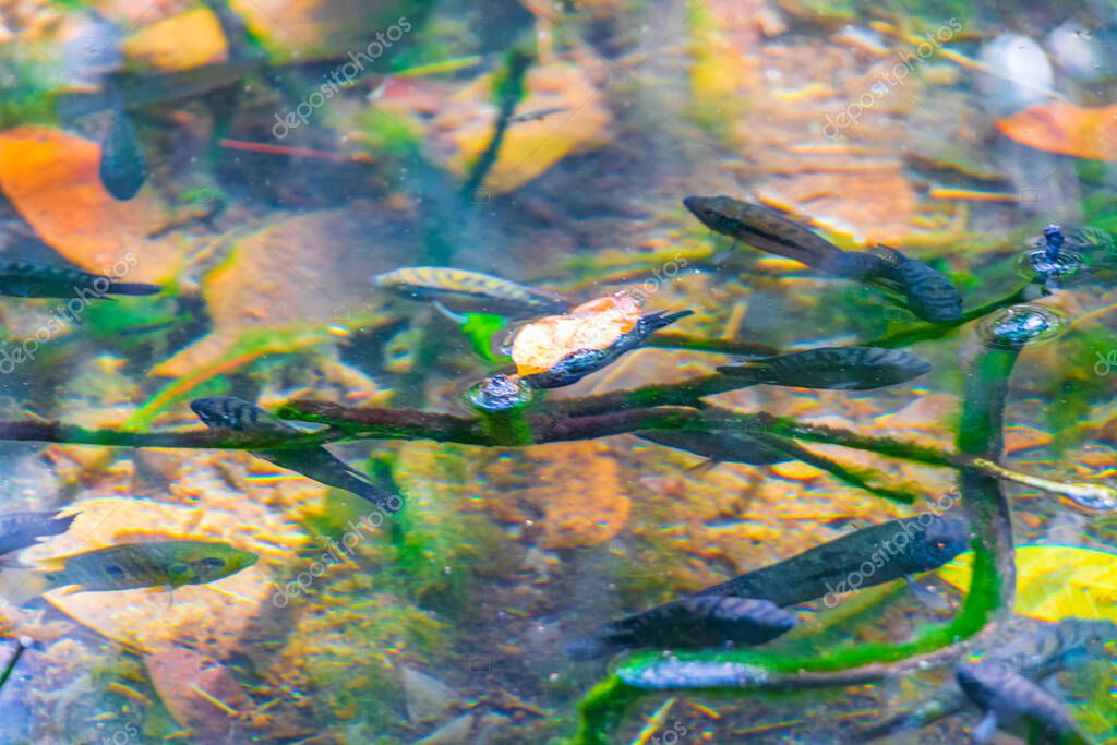 Los peces y la vida marina en el estanque de agua de sumidero en la ...