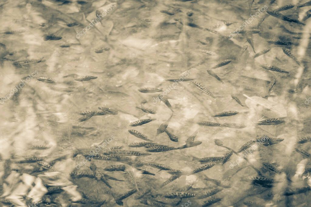 Antigua imagen en blanco y negro de los peces y la vida marina en el ...